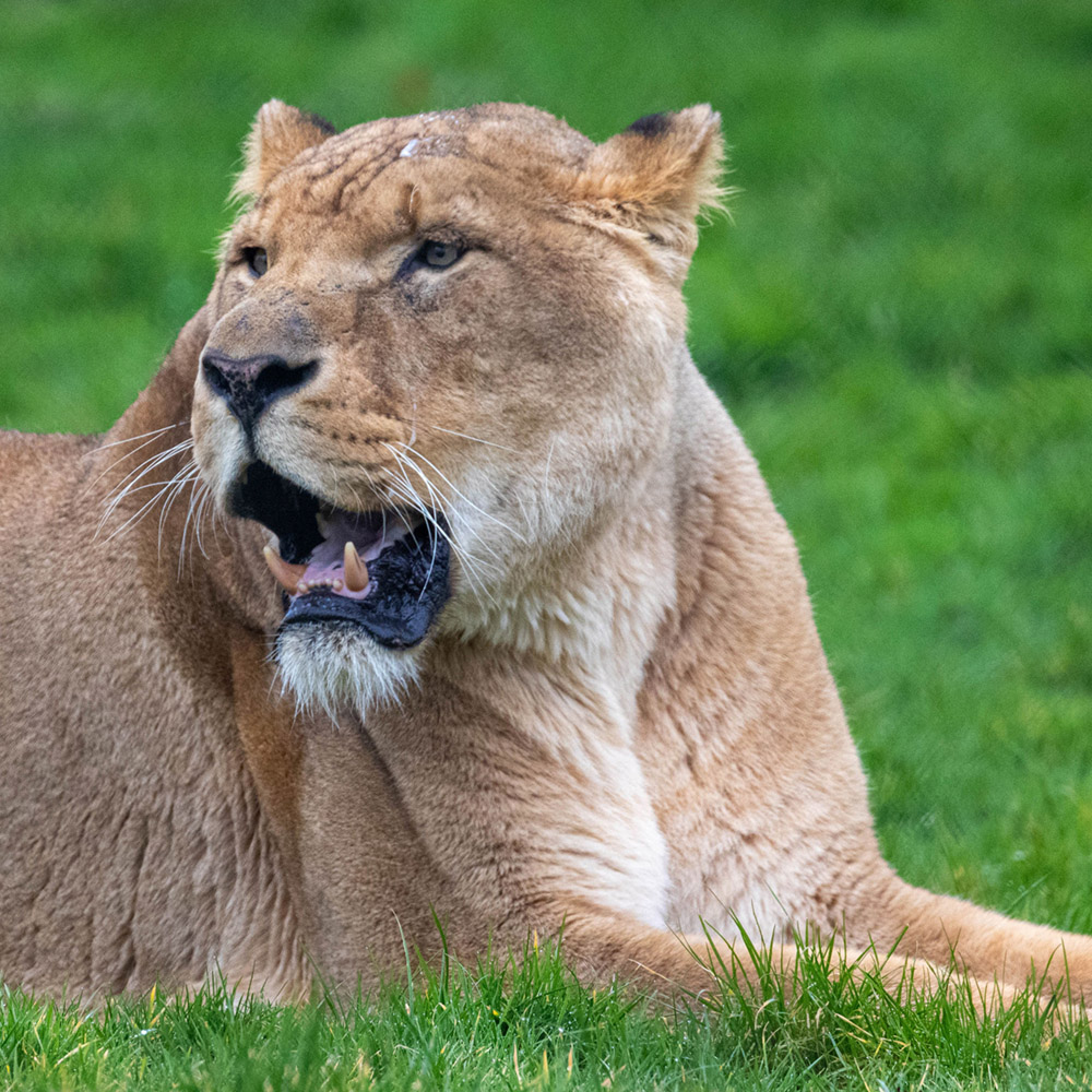 HAMPTON SUPPLIES FENCING FOR STORM DAMAGED LION ENCLOSURE - Fencing and ...
