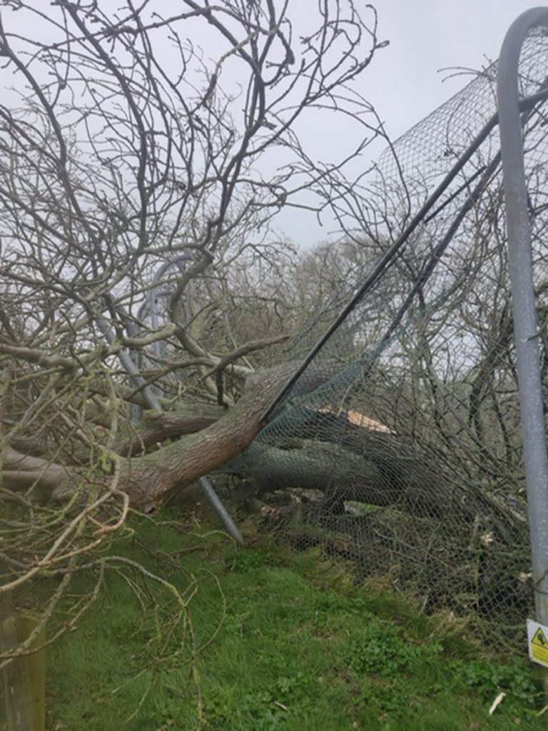 HAMPTON SUPPLIES FENCING FOR STORM DAMAGED LION ENCLOSURE - Fencing and ...