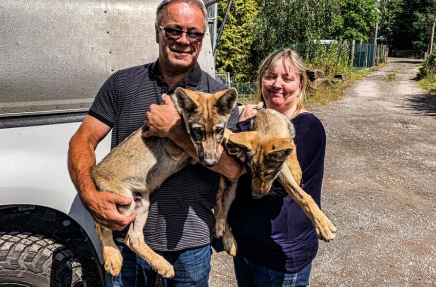 KEEPING THE WOLVES FROM THE DOOR WITH HAMPTON STEEL - Fencing and ...